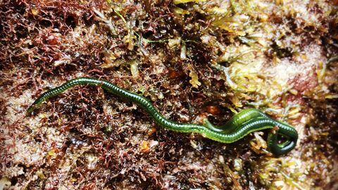 Green-leaf worm | The Wildlife Trusts